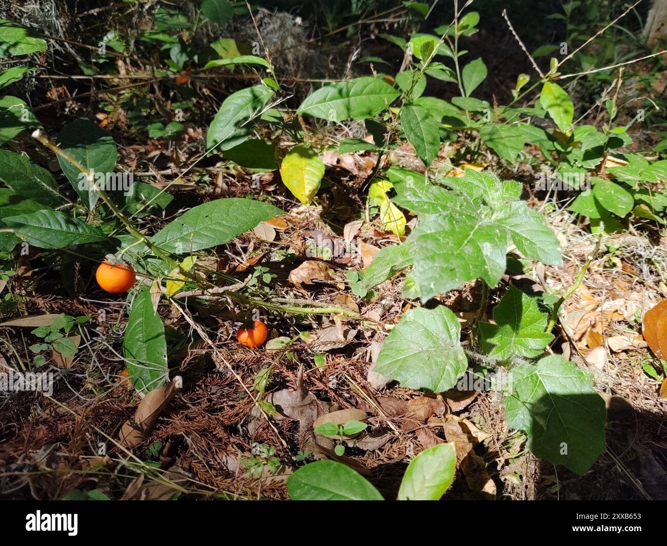 Cockroach Berry (Solanum capsicoides) Plantae Stock Photo - Alamy