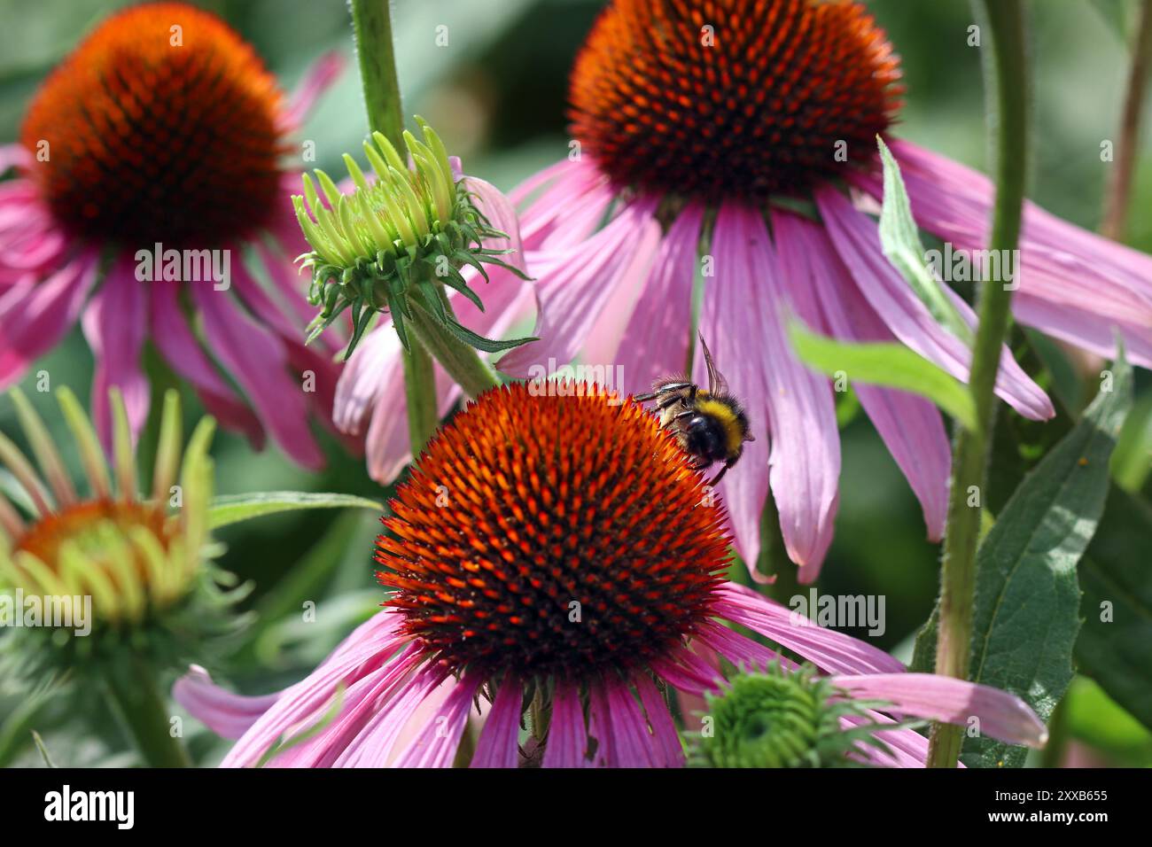 Rudbeckia purpurea former classification hi-res stock photography and ...
