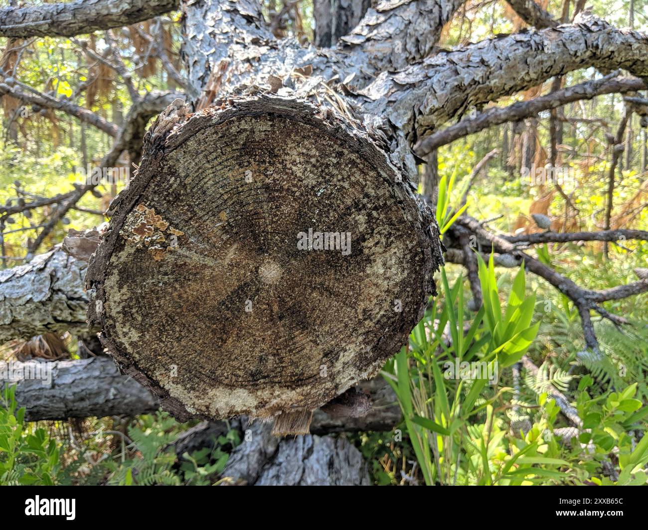 pond pine (Pinus serotina) Plantae Stock Photo - Alamy