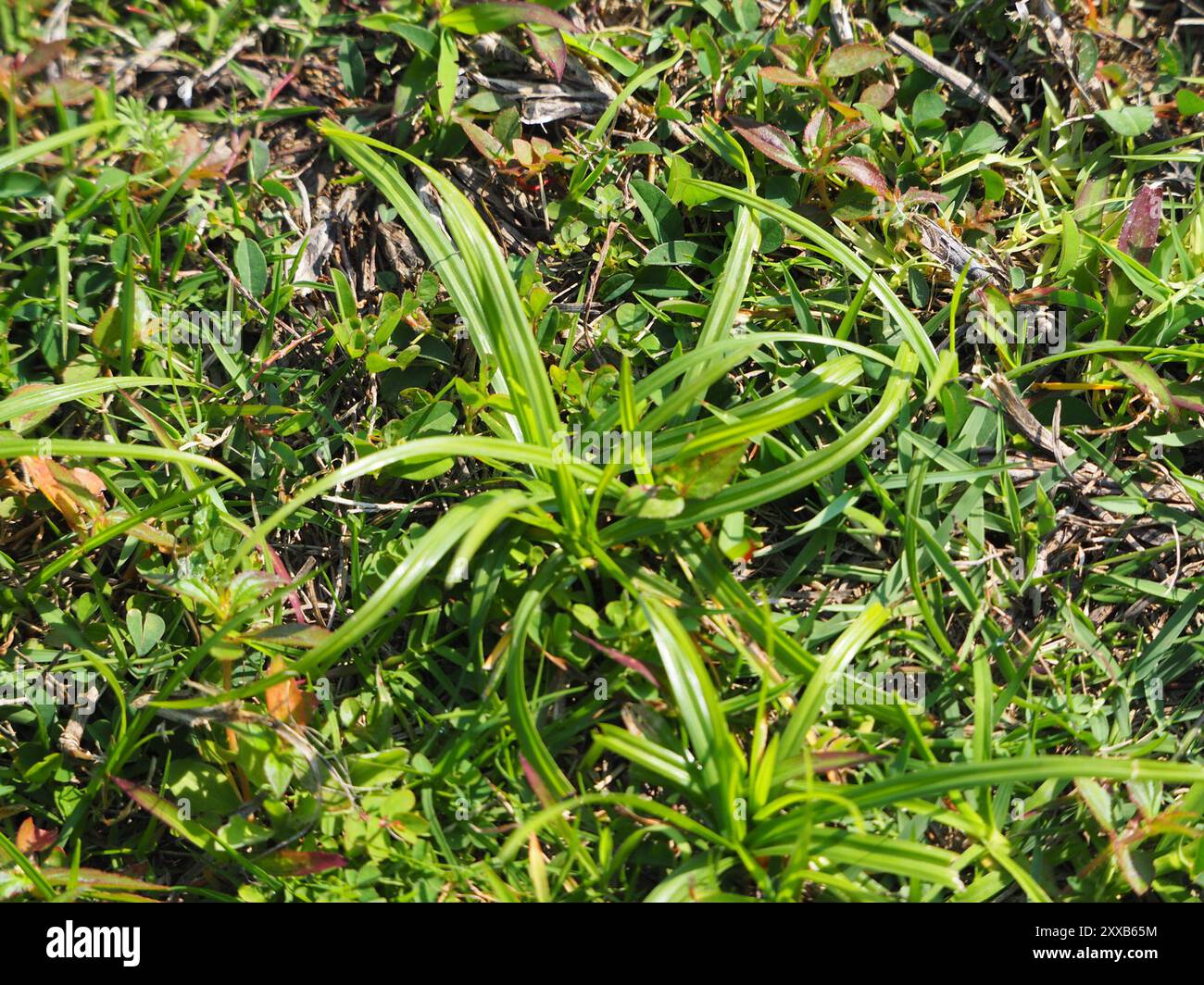 Purple nutsedge (Cyperus rotundus) Plantae Stock Photo - Alamy