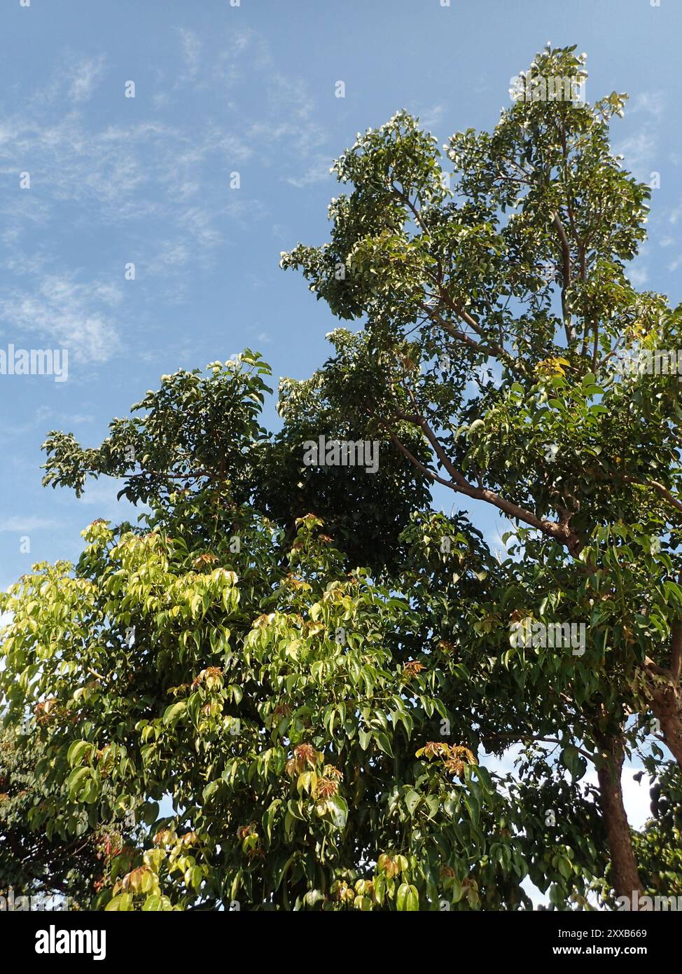 Bishop wood (Bischofia javanica) Plantae Stock Photo - Alamy