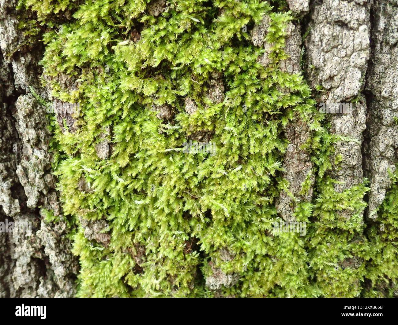 tree mat homalothecium moss (Homalothecium fulgescens) Plantae Stock ...