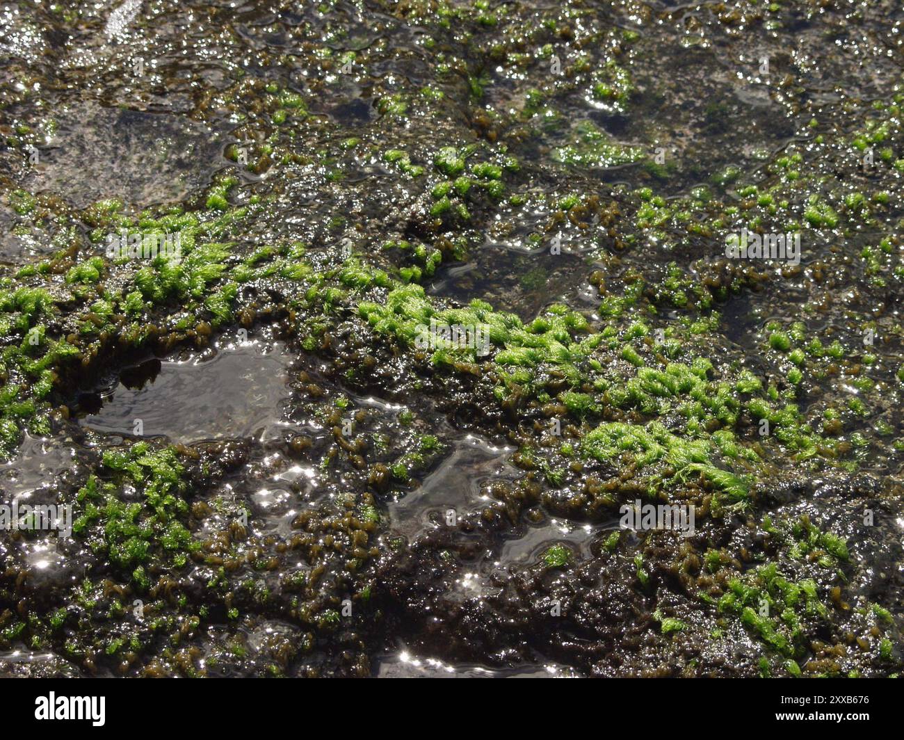 green algae (Chlorophyta) Plantae Stock Photo - Alamy
