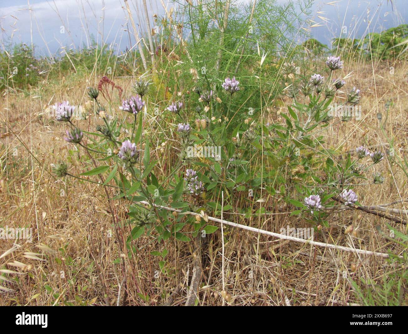 arabian pea (Bituminaria bituminosa) Plantae Stock Photo - Alamy
