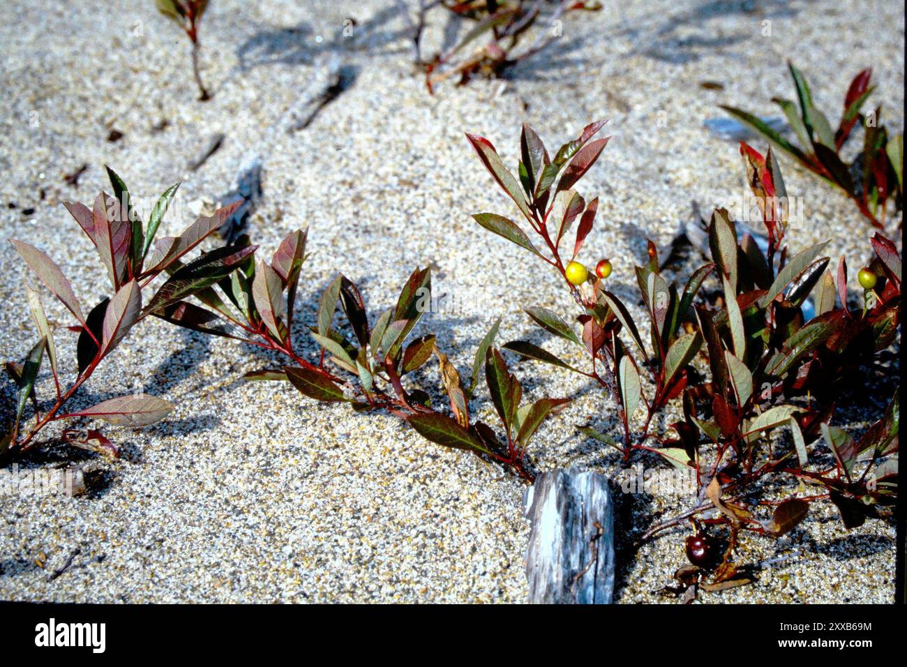 sand cherry (Prunus pumila) Plantae Stock Photo - Alamy