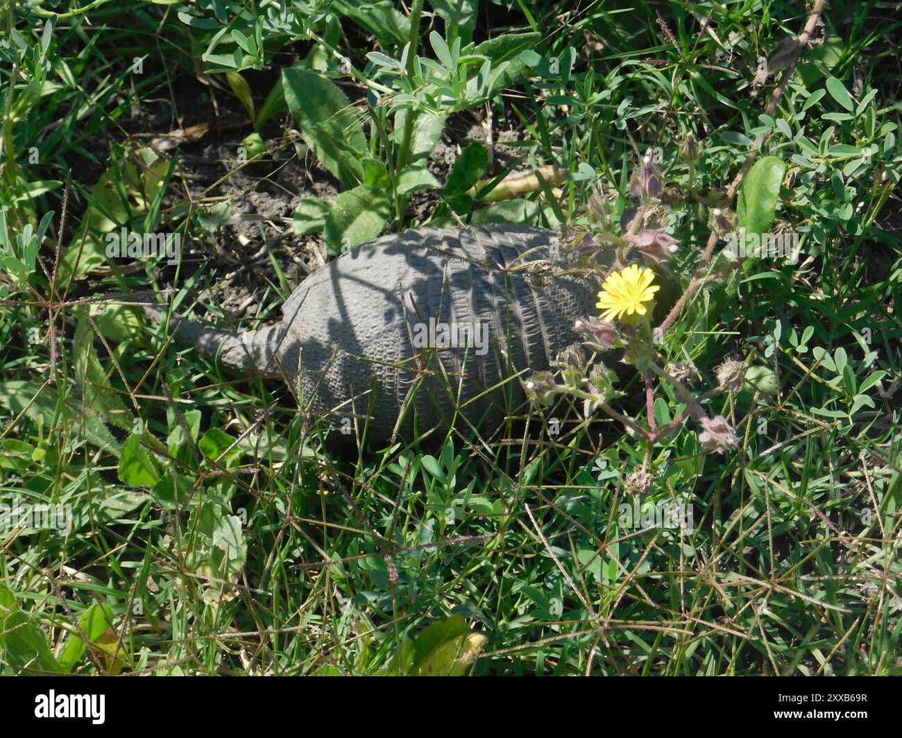 Southern Seven-banded Armadillo (Dasypus septemcinctus hybridus ...