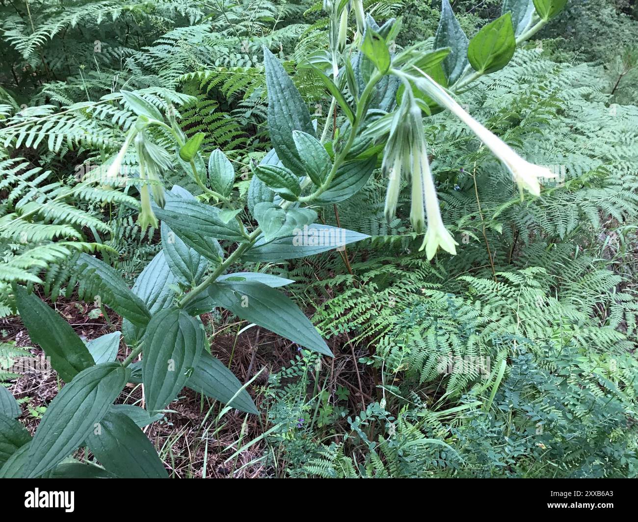 giant-trumpets (Lithospermum macromeria) Plantae Stock Photo - Alamy
