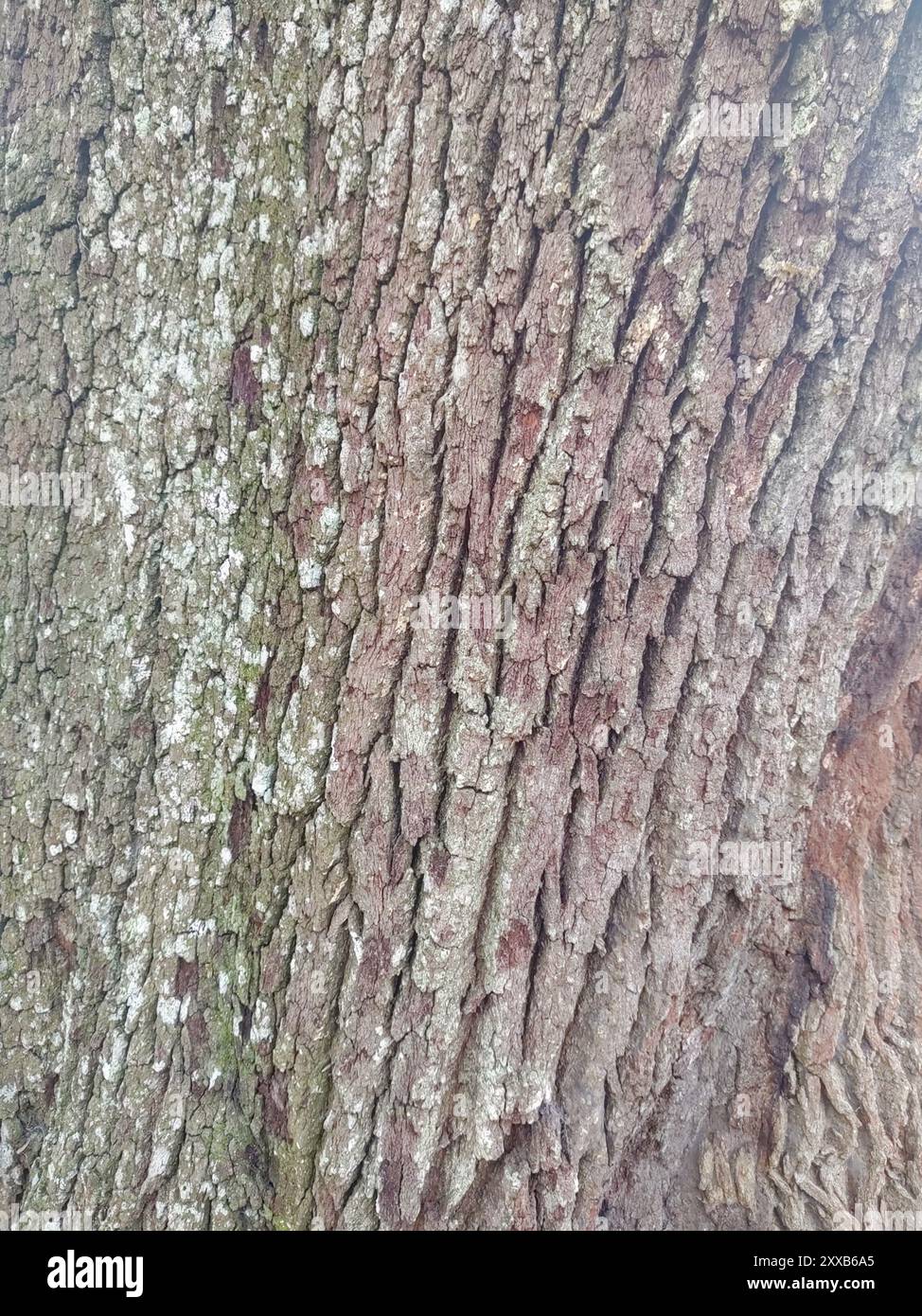 southern live oak (Quercus virginiana) Plantae Stock Photo - Alamy