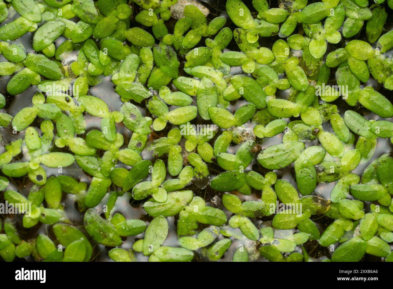 lesser duckweed (Lemna aequinoctialis) Plantae Stock Photo - Alamy