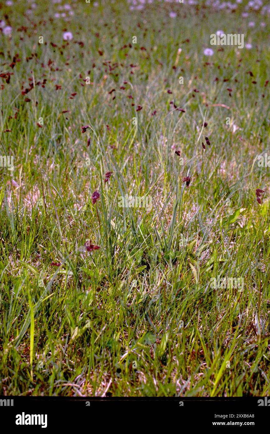 scabrous black sedge (Carex atratiformis) Plantae Stock Photo - Alamy