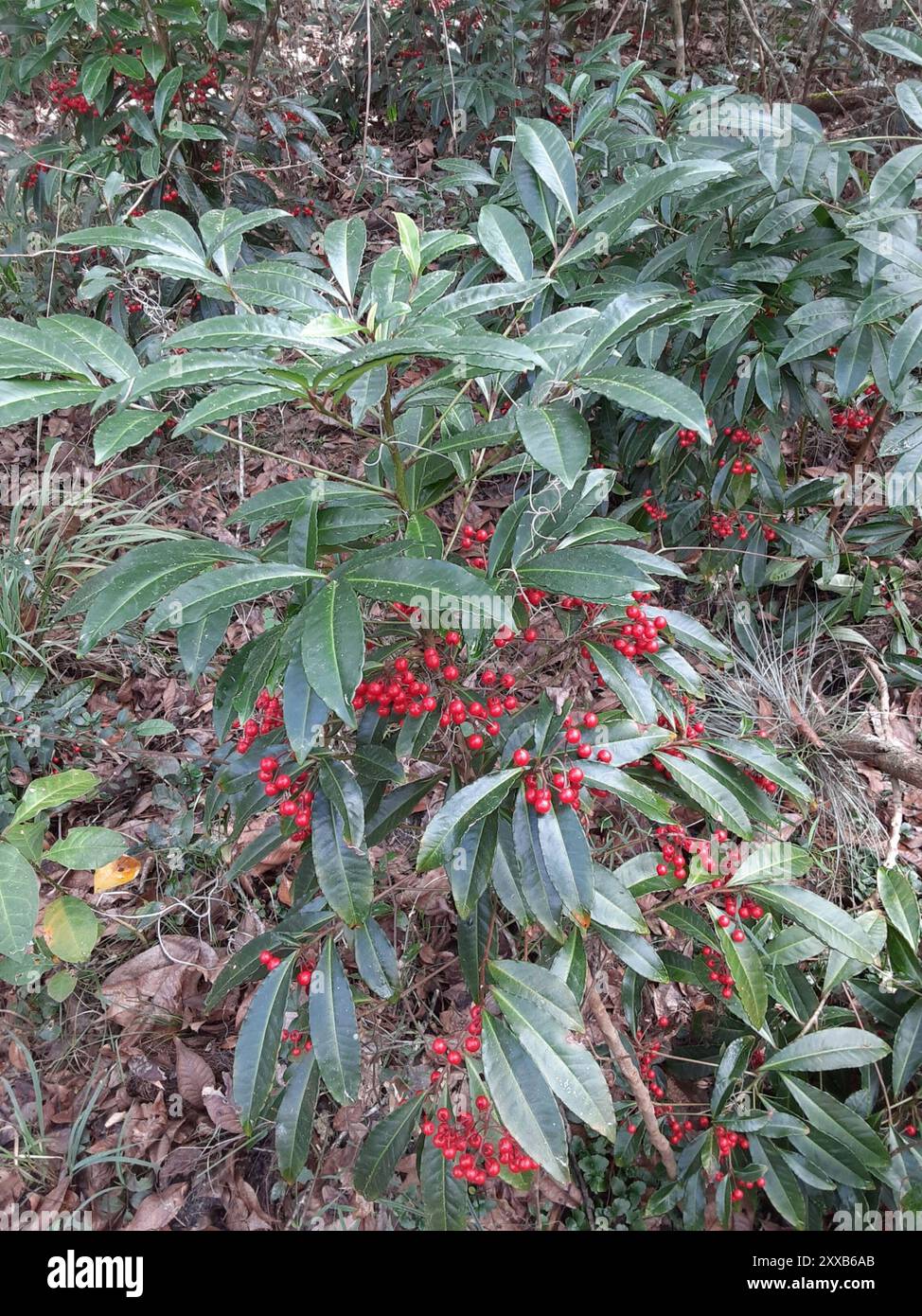 Coralberry (Ardisia crenata) Plantae Stock Photo - Alamy