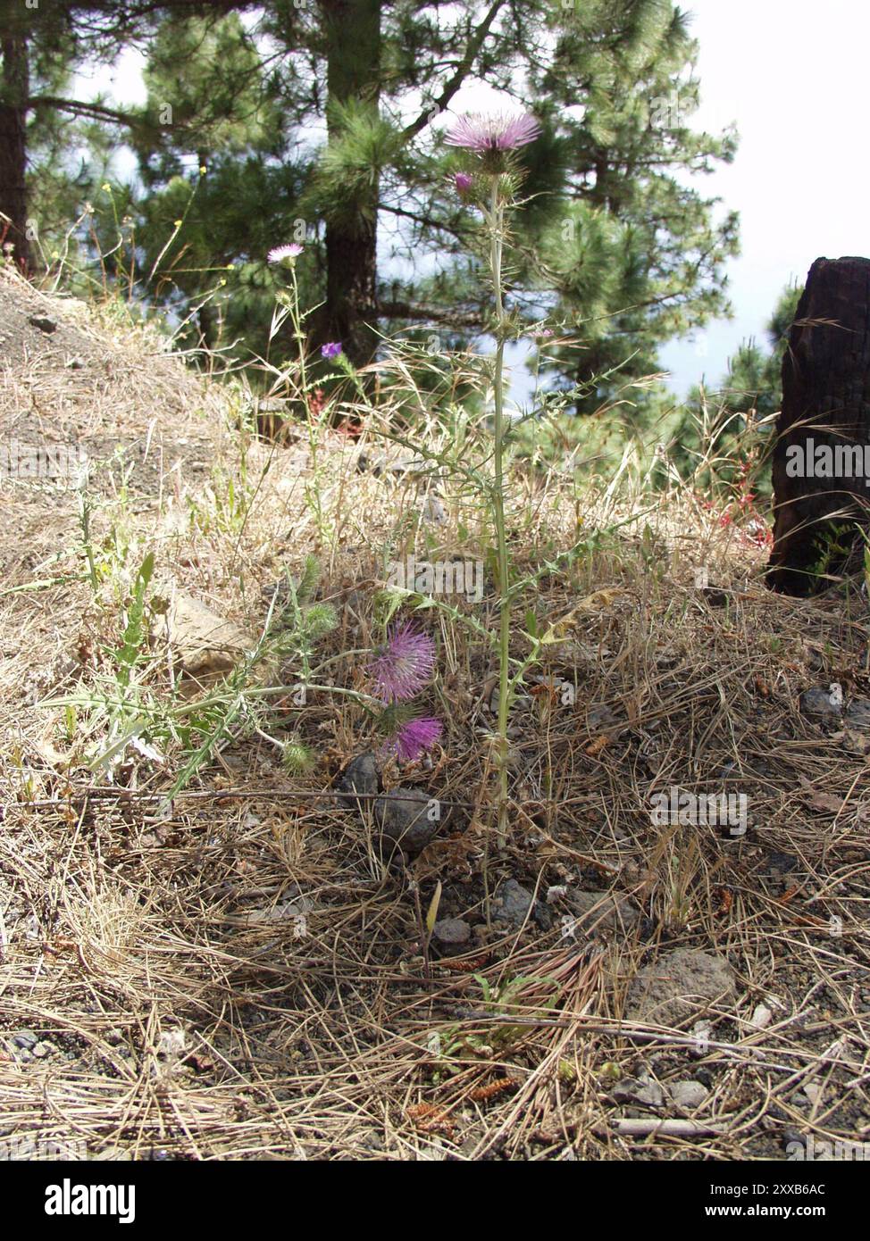 Boar Thistle (Galactites tomentosus) Plantae Stock Photo - Alamy