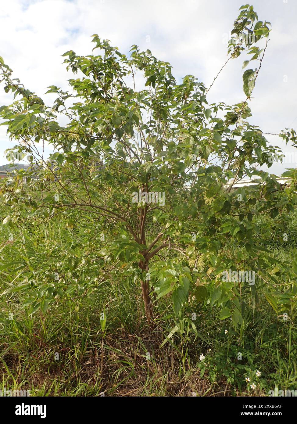 Korean mulberry (Morus indica) Plantae Stock Photo - Alamy