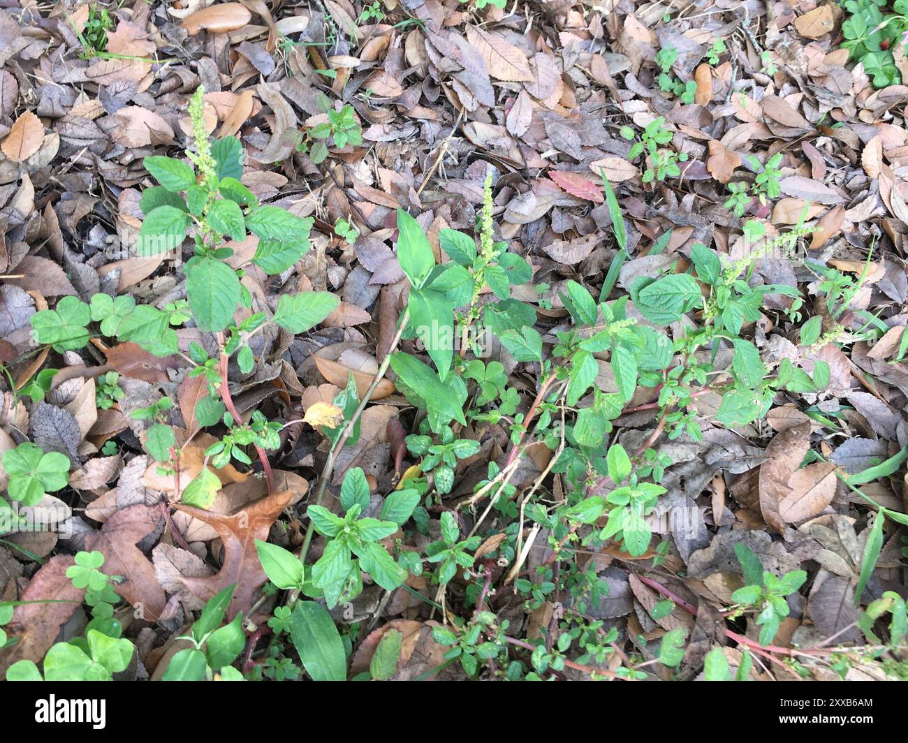 purple amaranth (Amaranthus blitum) Plantae Stock Photo - Alamy