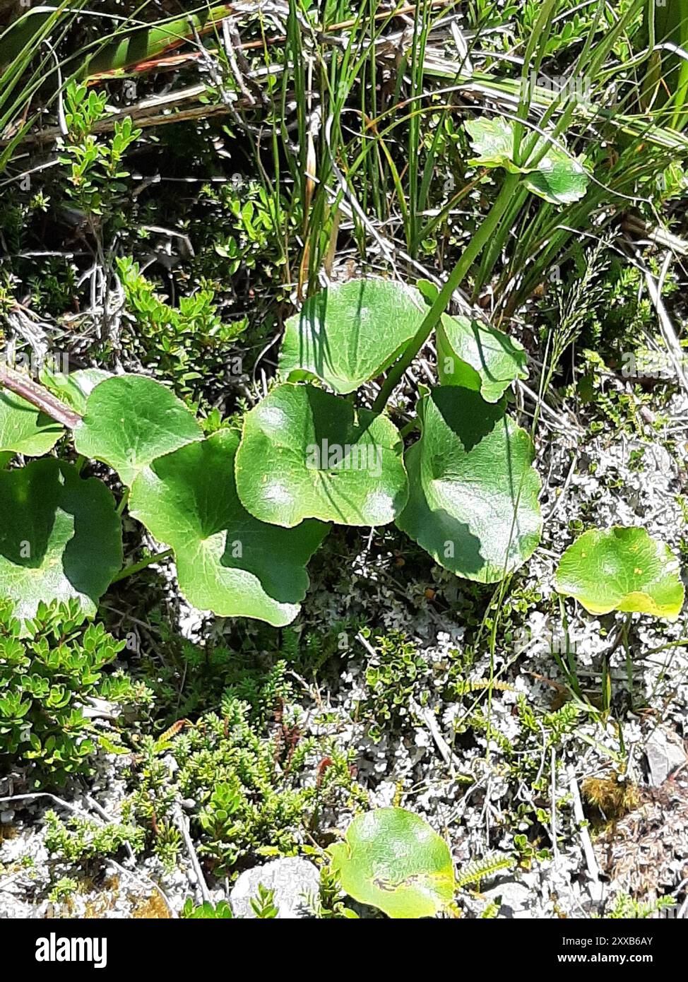 Mount Cook lily (Ranunculus lyallii) Plantae Stock Photo - Alamy