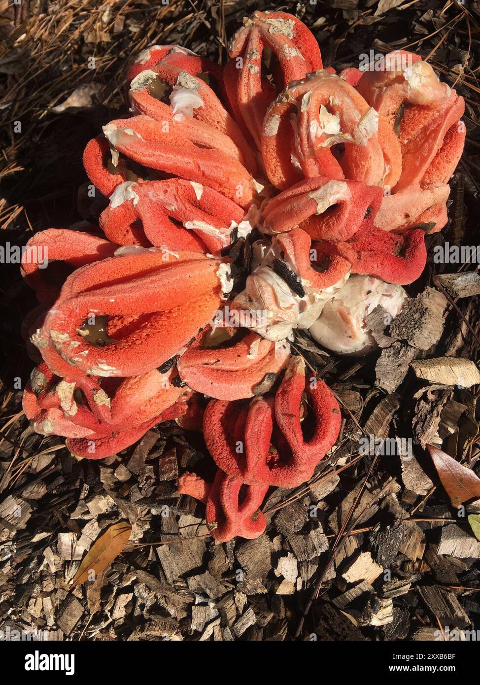 column stinkhorn (Clathrus columnatus) Fungi Stock Photo - Alamy