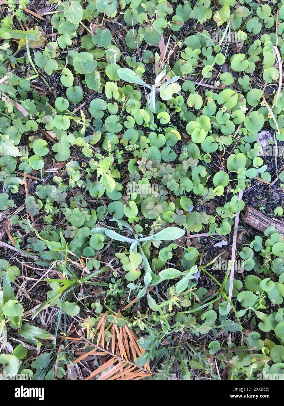 Pennsylvania Cudweed (Gamochaeta pensylvanica) Plantae Stock Photo - Alamy