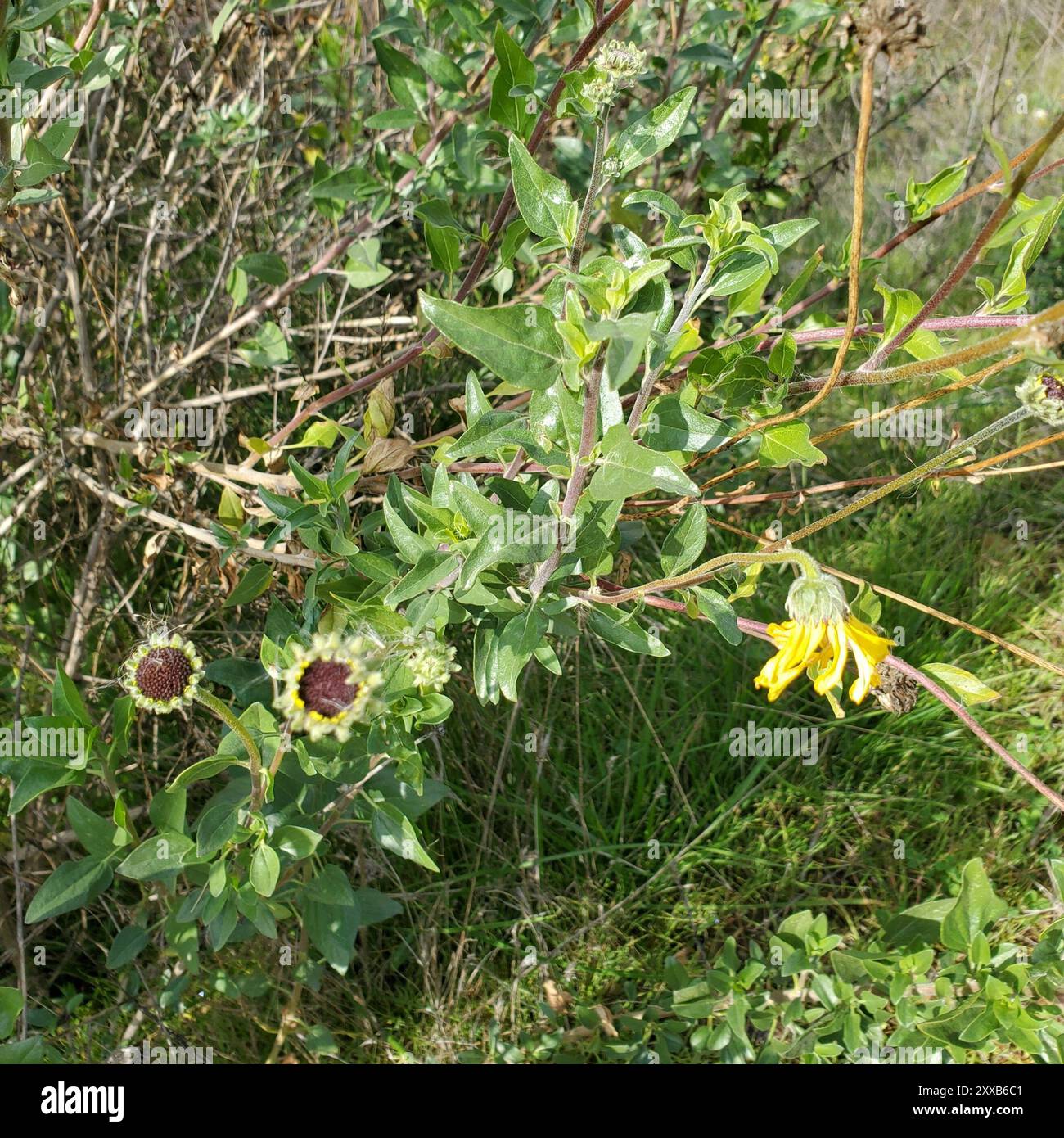 California brittlebush (Encelia californica) Plantae Stock Photo - Alamy