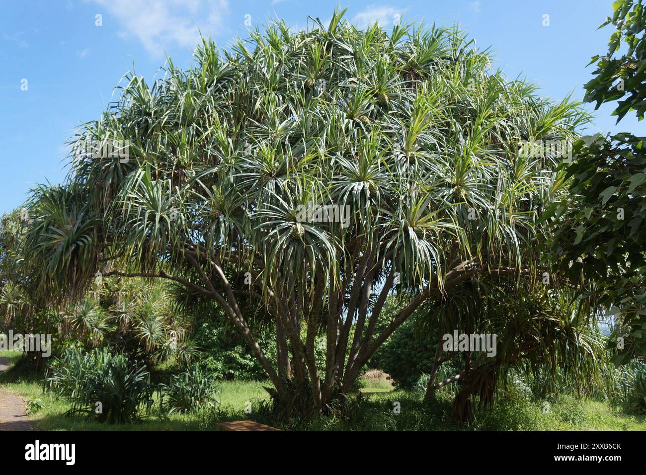 thatch screwpine (Pandanus tectorius) Plantae Stock Photo - Alamy