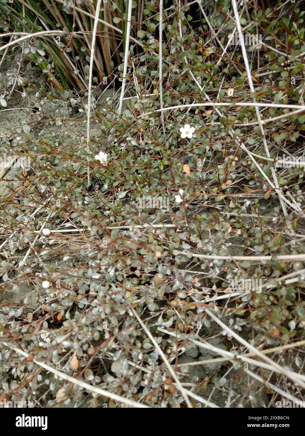 Sea Primrose (Samolus repens) Plantae Stock Photo - Alamy