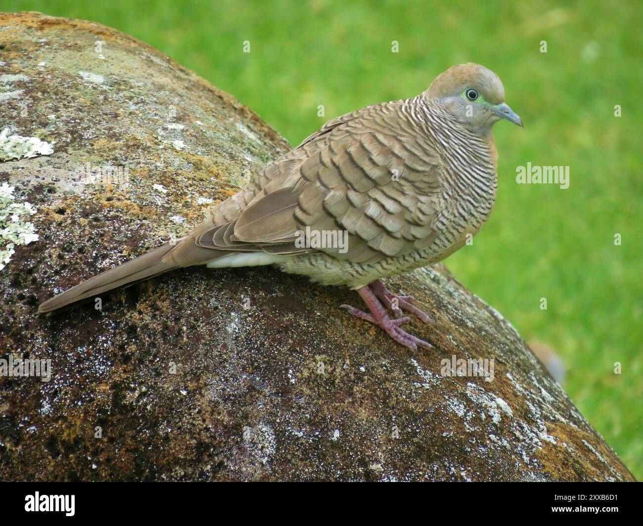 Zebra Dove (Geopelia striata) Aves Stock Photo - Alamy