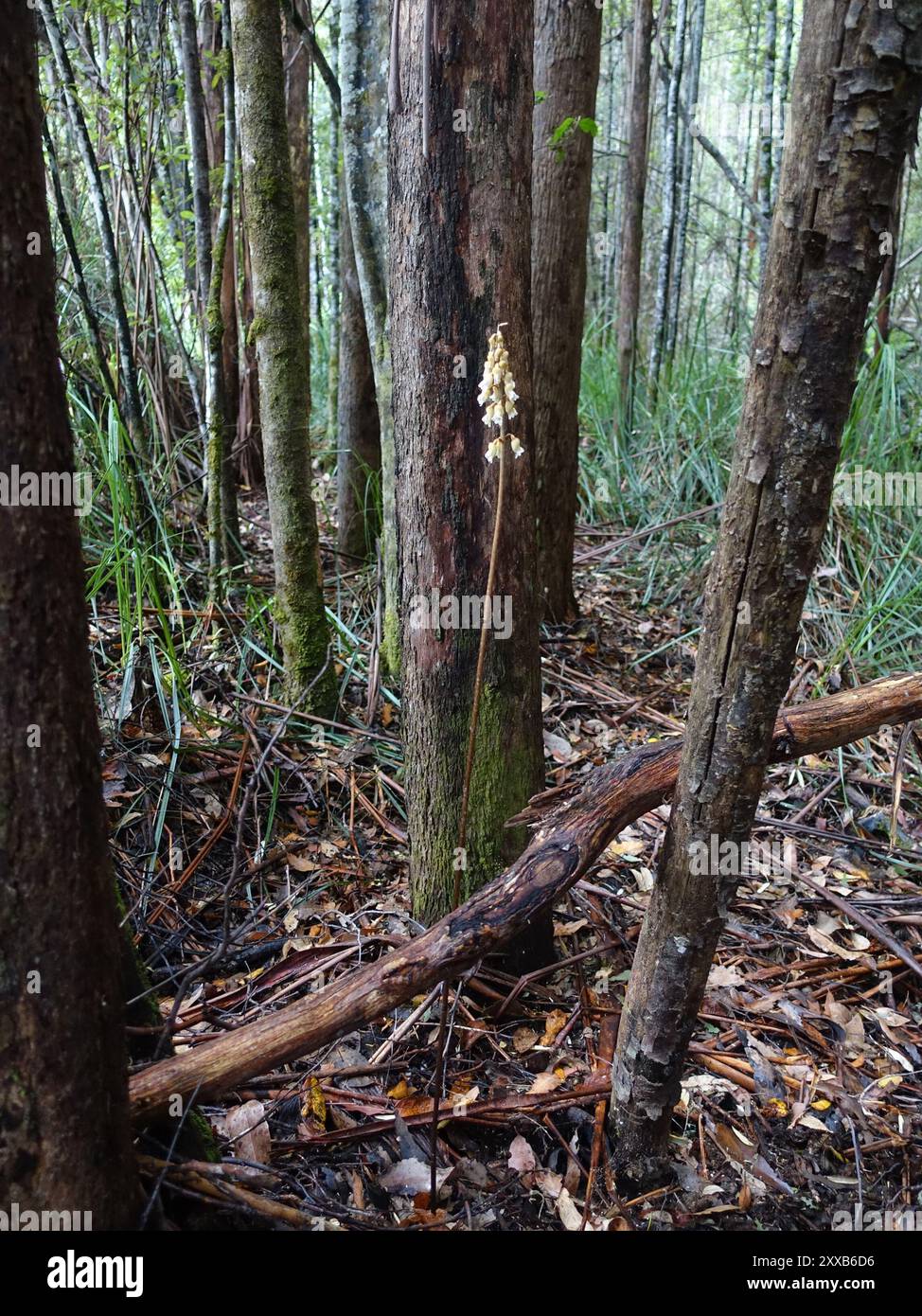 tall potato orchid (Gastrodia procera) Plantae Stock Photo - Alamy