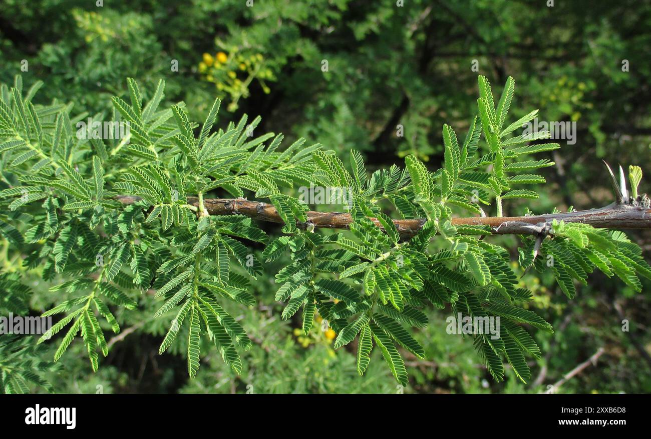 Sweet-scented Pod (Vachellia nilotica kraussiana) Plantae Stock Photo ...