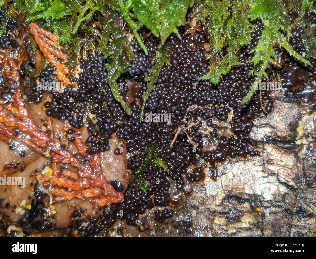 (Badhamia utricularis) Protozoa Stock Photo - Alamy
