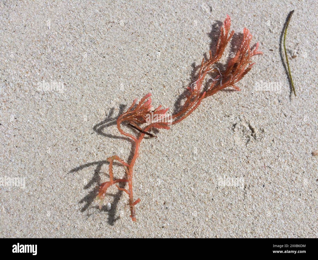 red algae (Rhodophyta) Plantae Stock Photo - Alamy