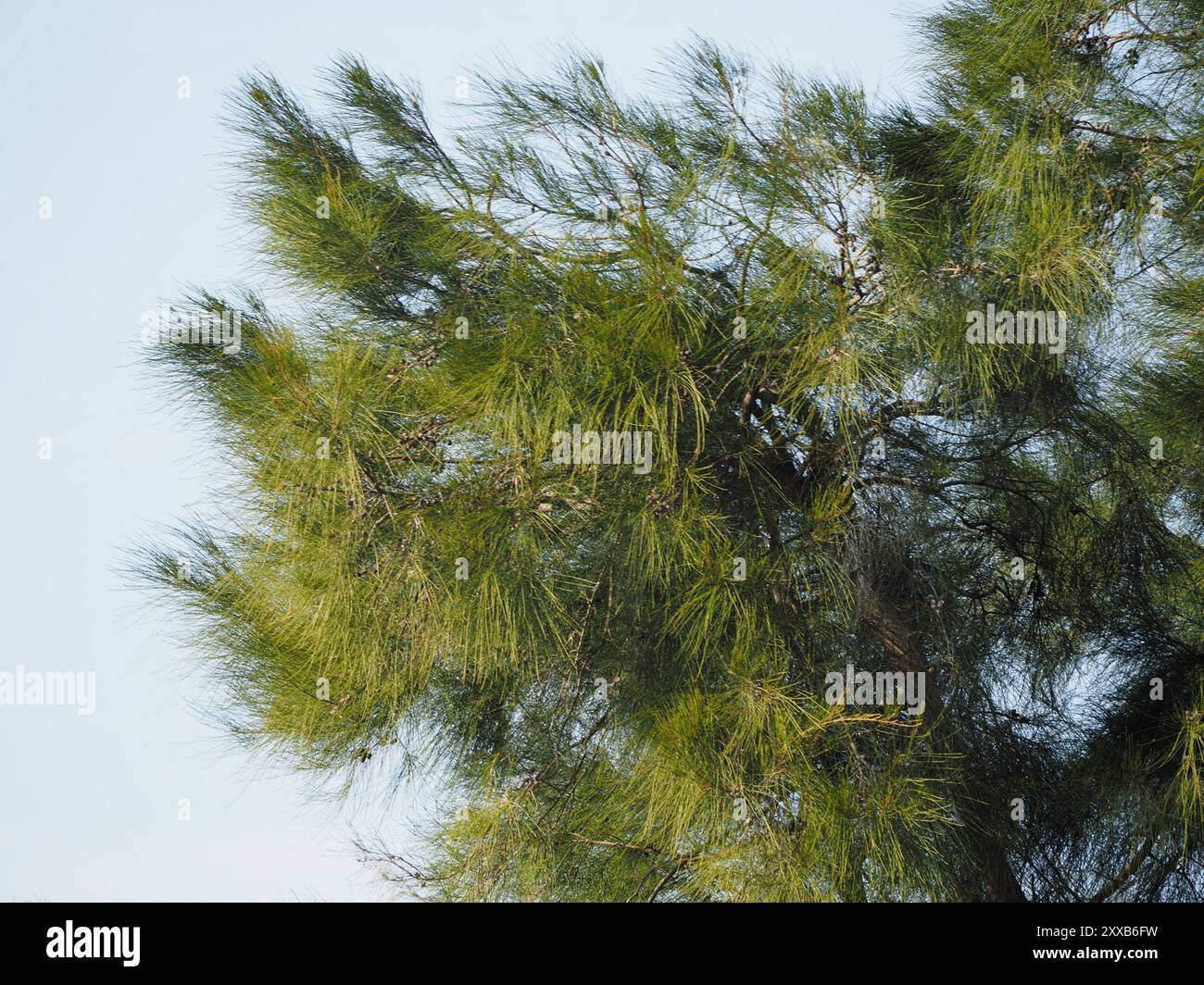 Beach Sheoak (Casuarina equisetifolia) Plantae Stock Photo - Alamy