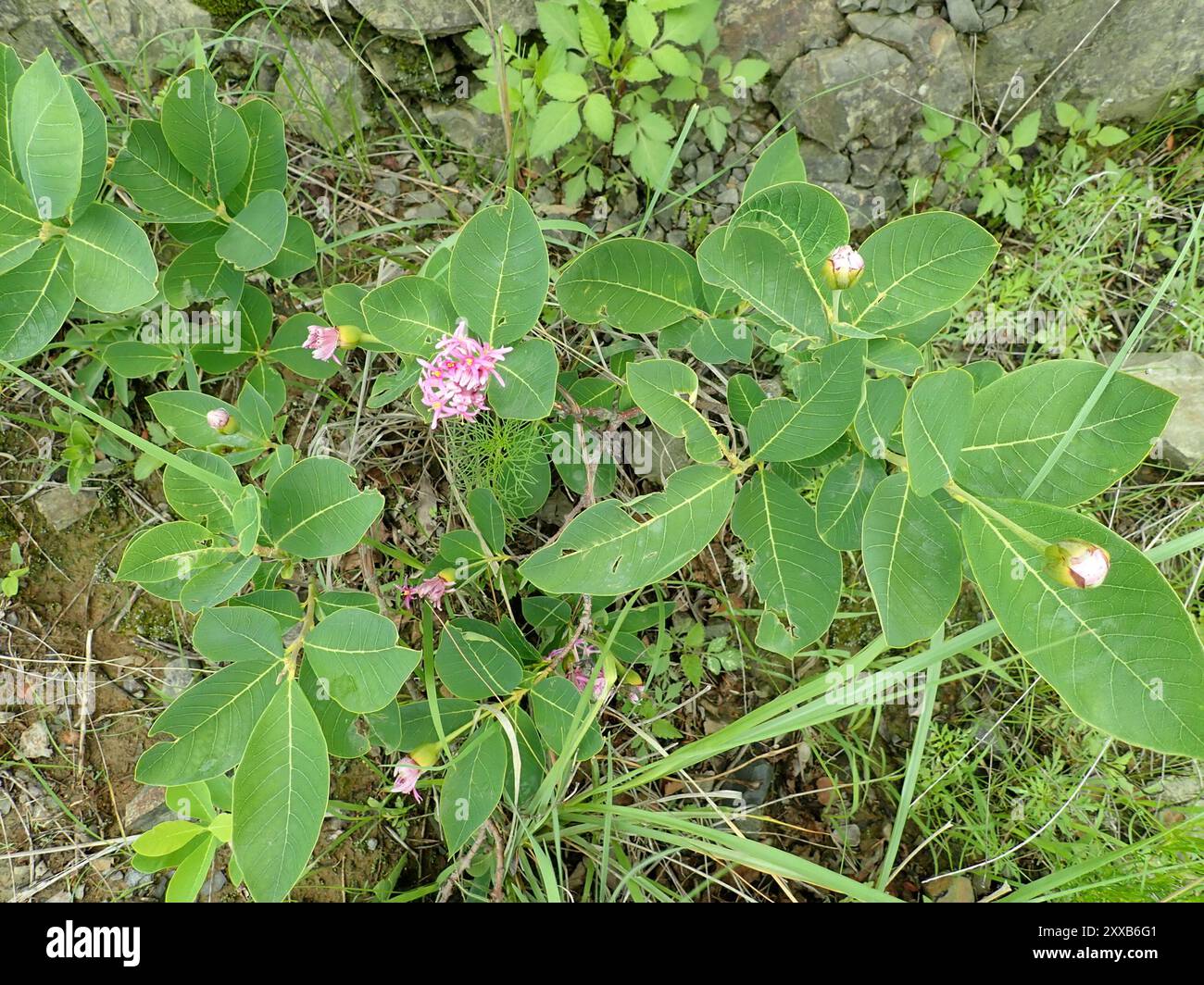 Pompom Tree (Dais cotinifolia) Plantae Stock Photo - Alamy