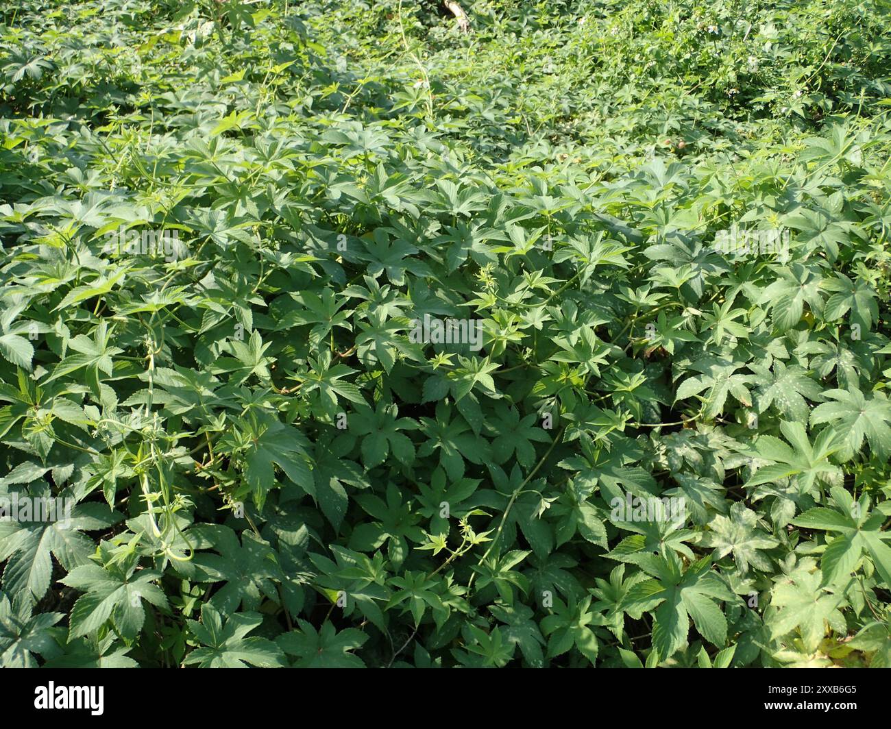 Japanese Hops (Humulus scandens) Plantae Stock Photo - Alamy