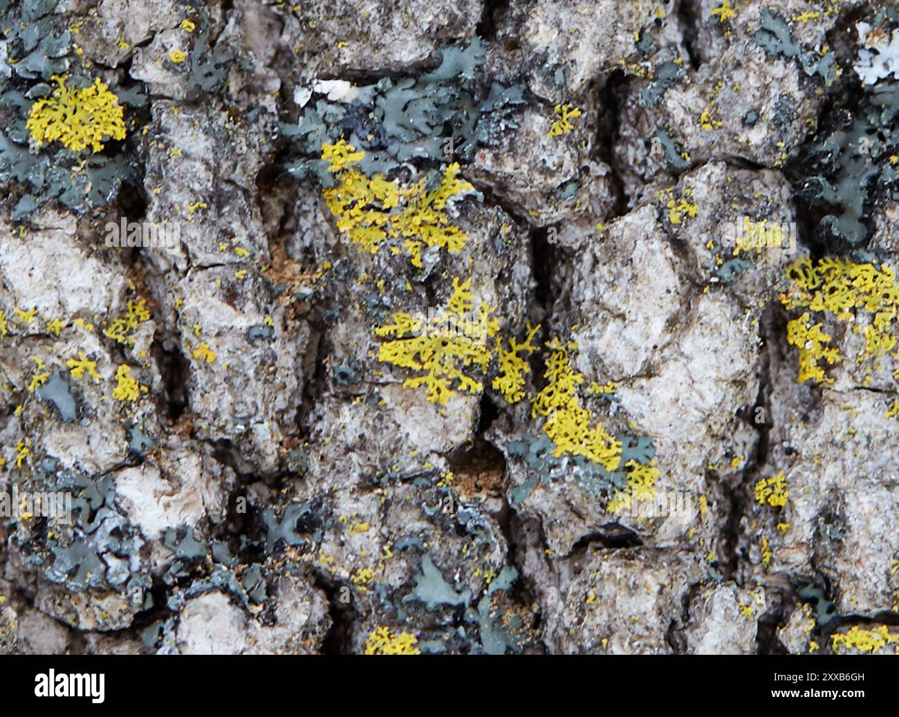 Candleflame Lichen (Candelaria concolor) Fungi Stock Photo - Alamy