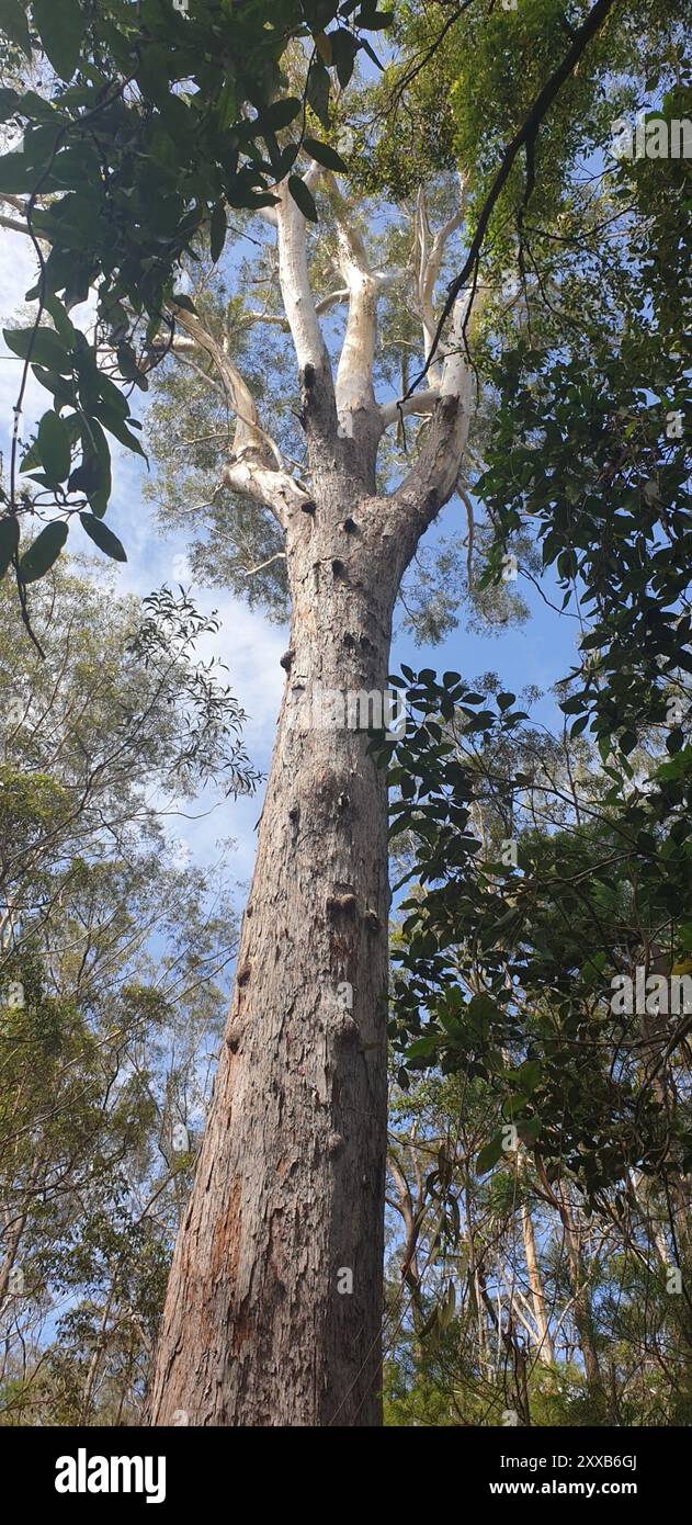 Blackbutt (Eucalyptus pilularis) Plantae Stock Photo - Alamy