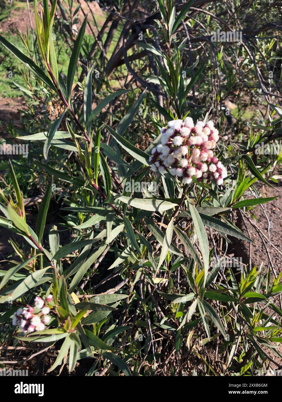 mule fat (Baccharis salicifolia) Plantae Stock Photo - Alamy