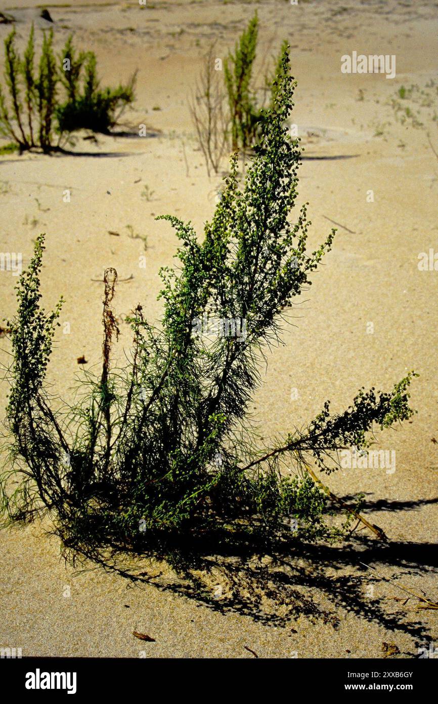 Field Sagewort (Artemisia campestris) Plantae Stock Photo - Alamy