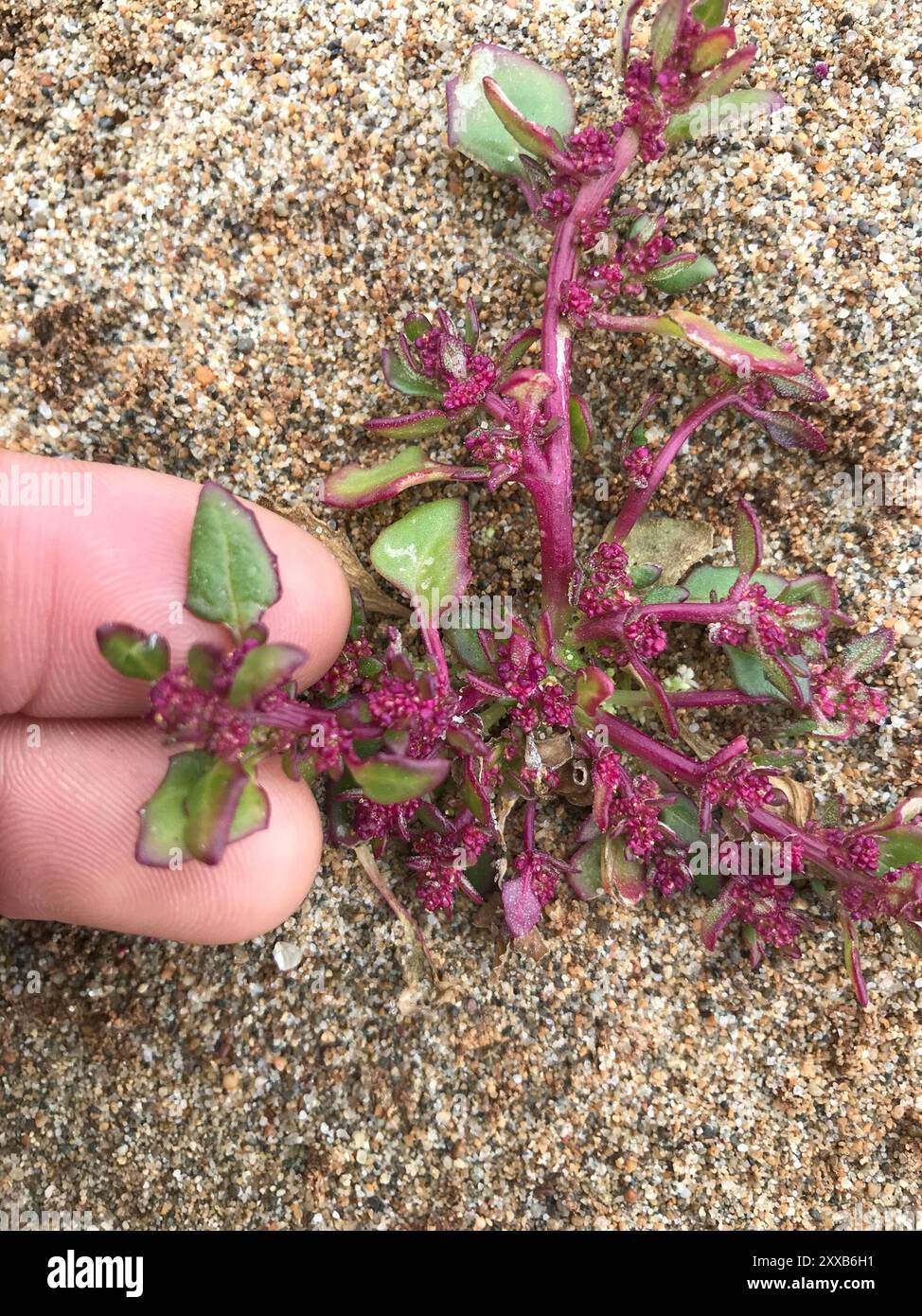 Large-seed Goosefoot (Chenopodium macrospermum) Plantae Stock Photo - Alamy