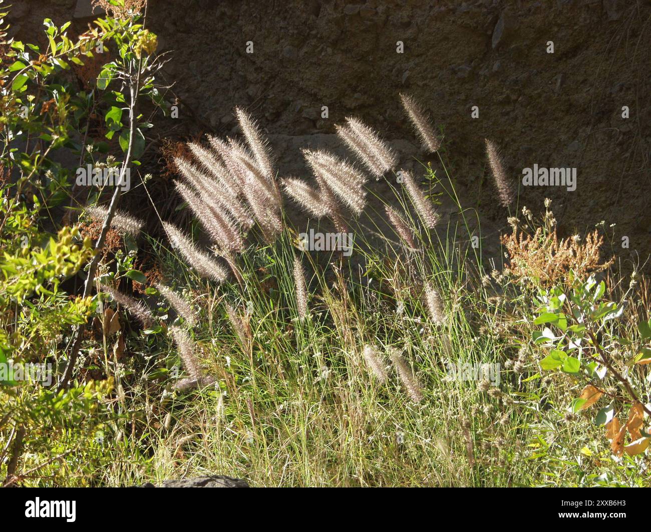 Fountain Grass (Cenchrus setaceus) Plantae Stock Photo - Alamy