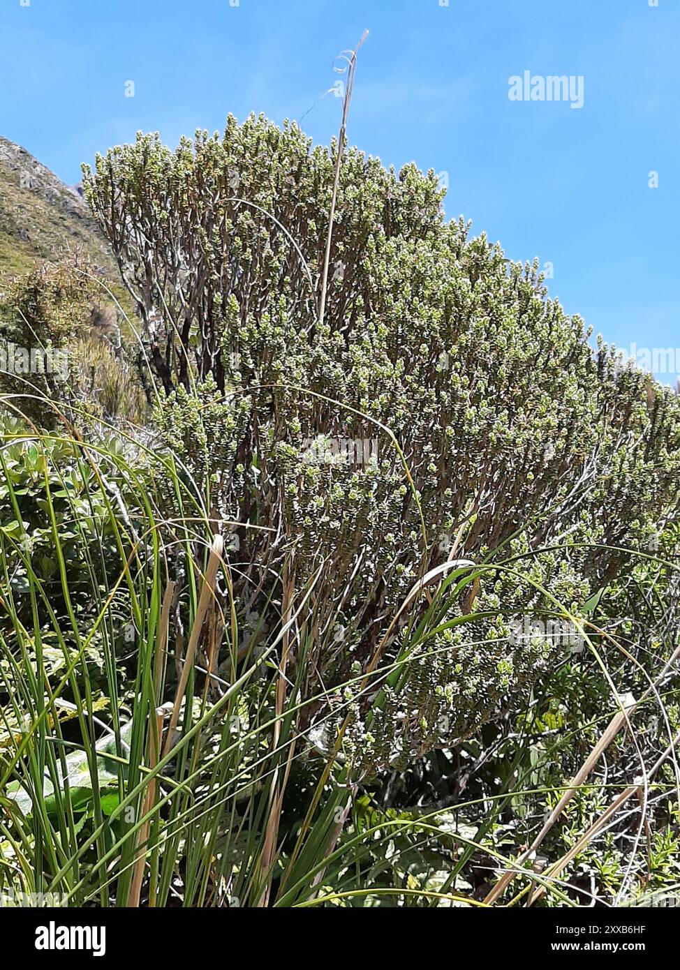 (Olearia nummulariifolia) Plantae Stock Photo - Alamy