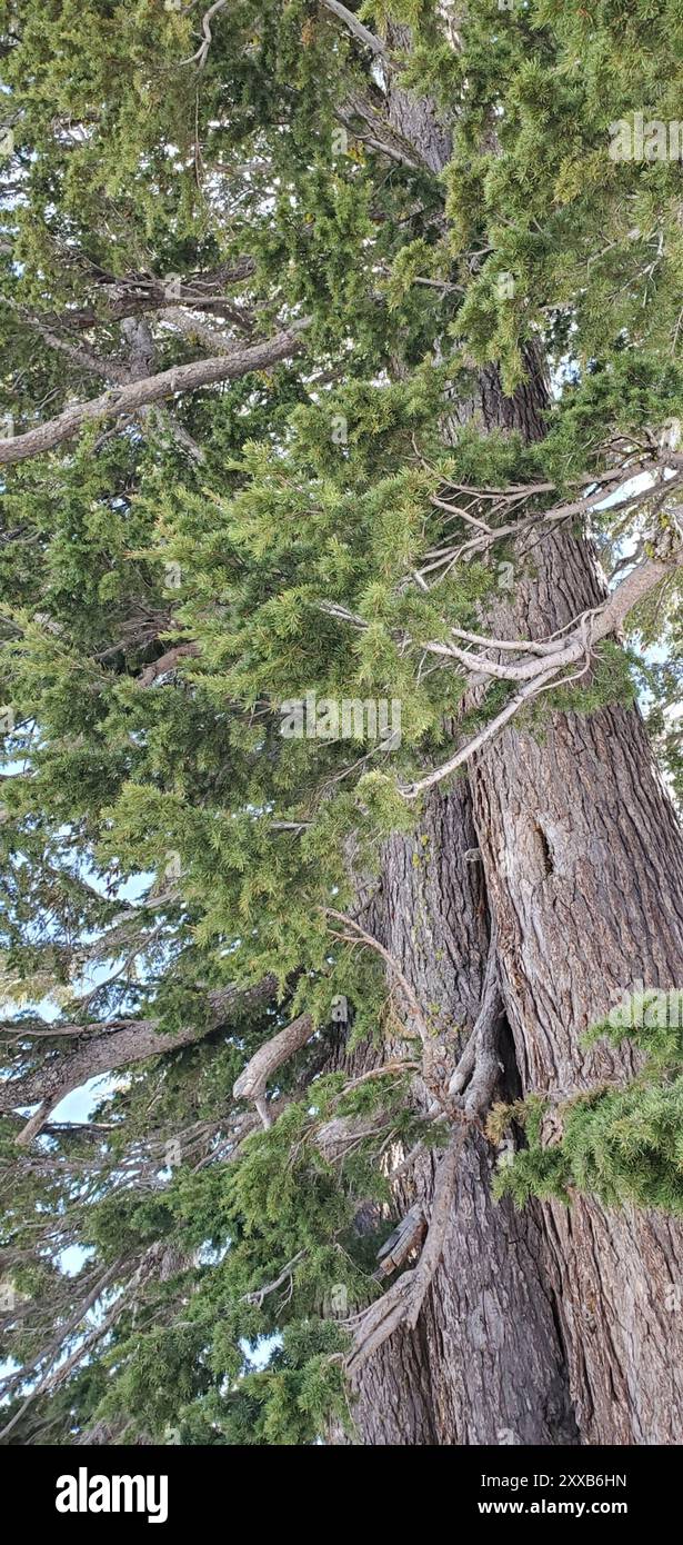 mountain hemlock (Tsuga mertensiana) Plantae Stock Photo - Alamy