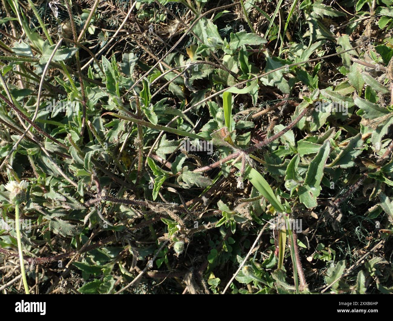 Tridax daisy (Tridax procumbens) Plantae Stock Photo - Alamy