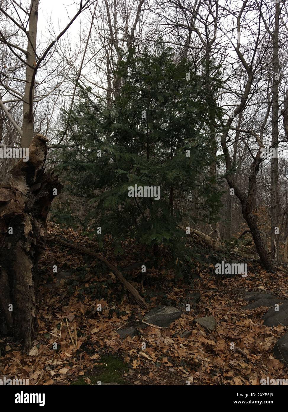 conifers (Pinales) Plantae Stock Photo - Alamy