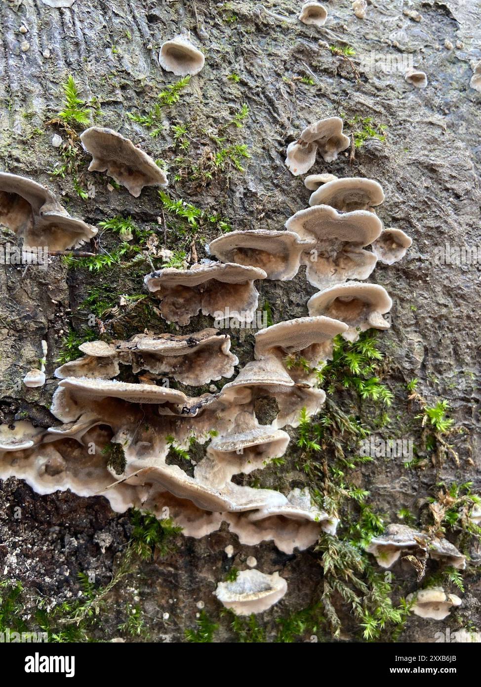 Smoky polypore (Bjerkandera adusta) Fungi Stock Photo - Alamy