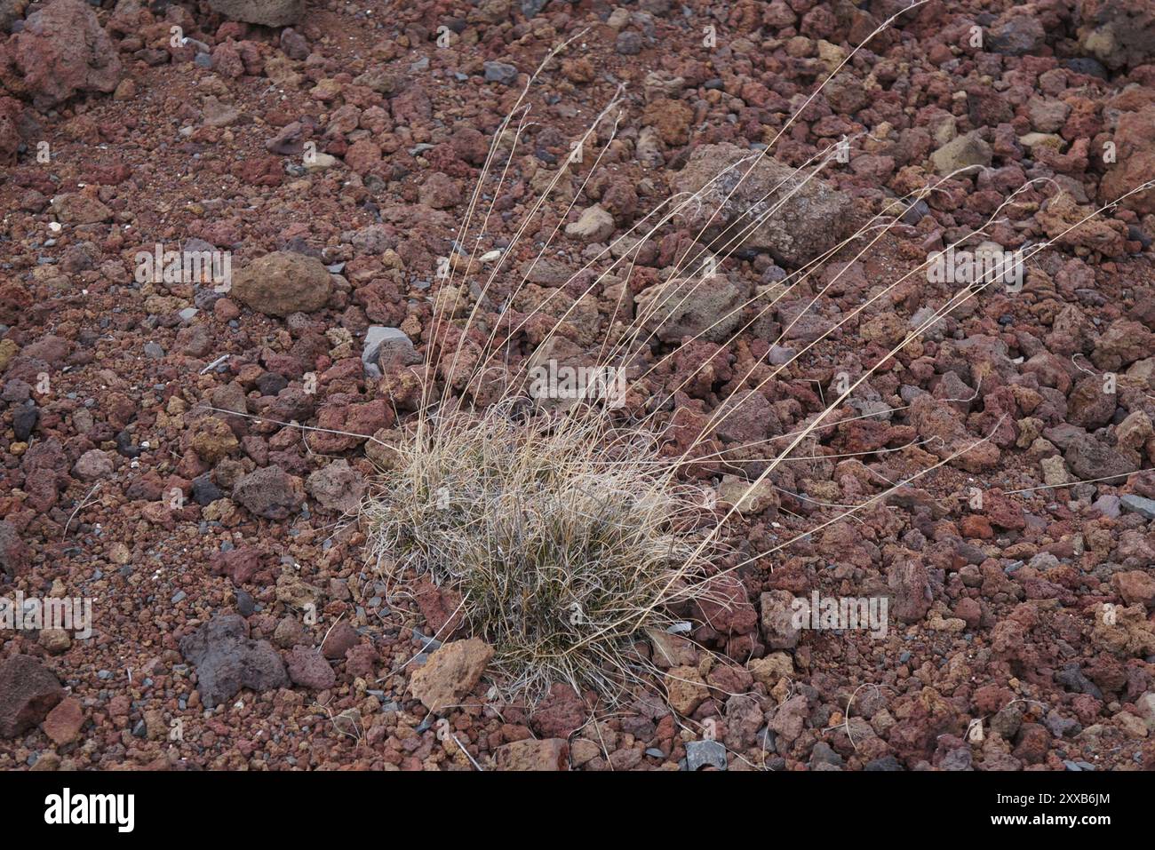 red fescue (Festuca rubra) Plantae Stock Photo - Alamy