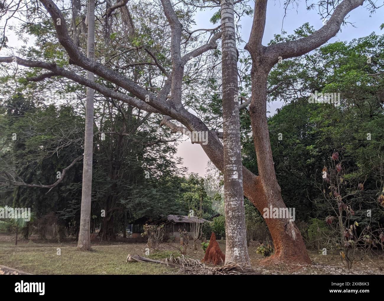 African locust bean (Parkia biglobosa) Plantae Stock Photo - Alamy