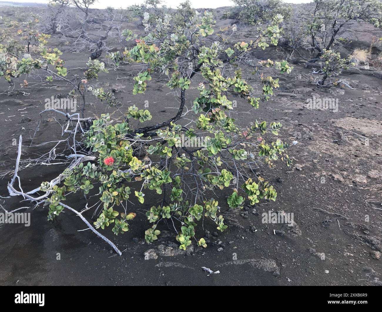 ʻŌhiʻa Lehua (Metrosideros polymorpha) Plantae Stock Photo - Alamy