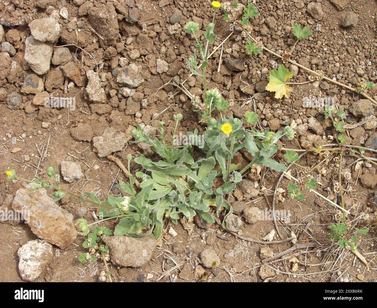 field marigold (Calendula arvensis) Plantae Stock Photo - Alamy