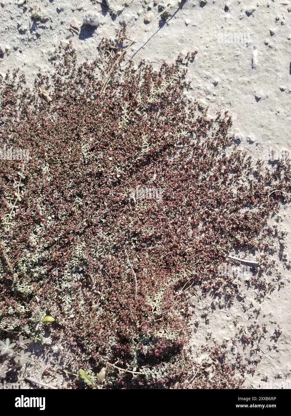 smallseed sandmat (Euphorbia polycarpa) Plantae Stock Photo - Alamy