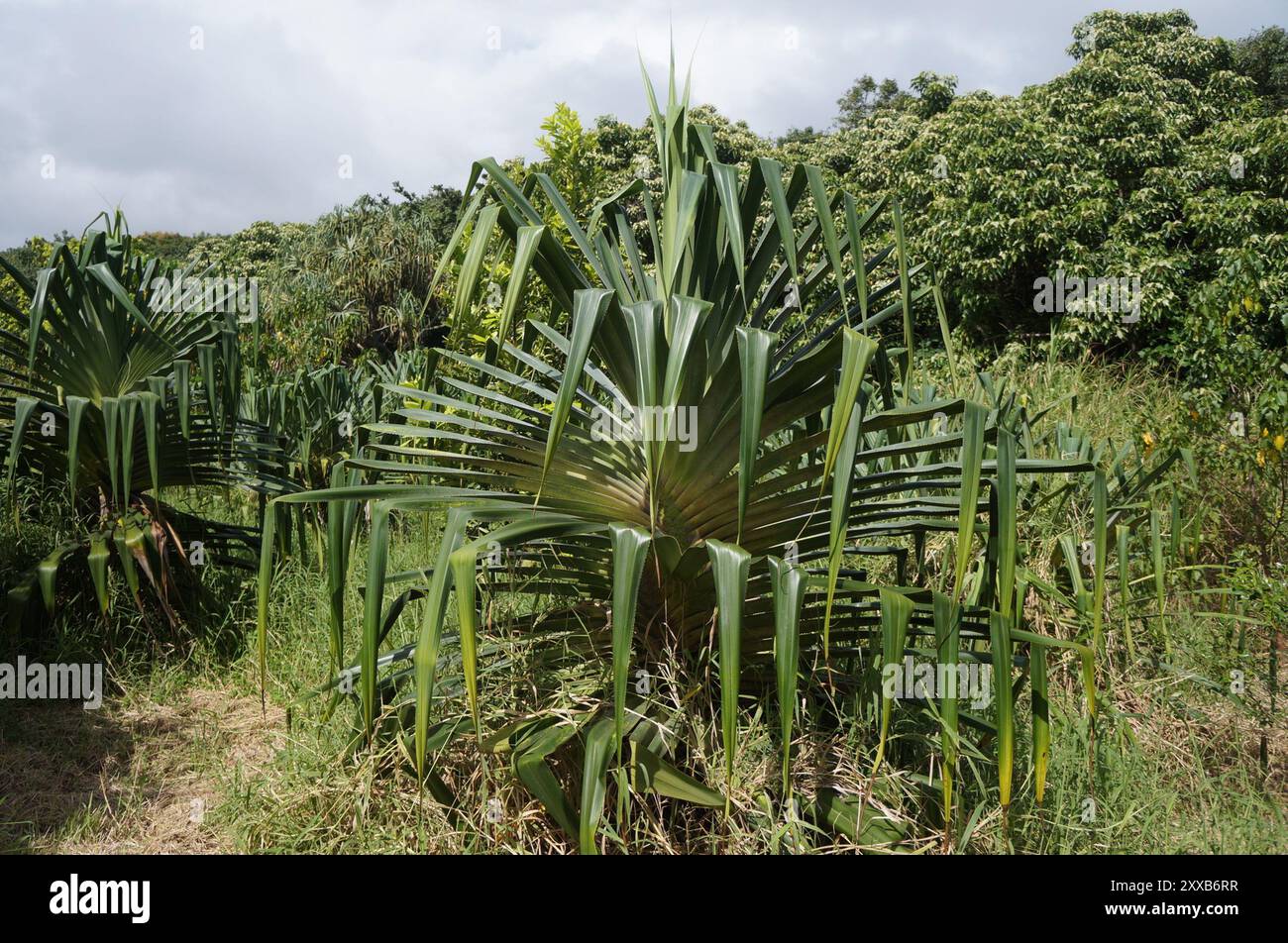 thatch screwpine (Pandanus tectorius) Plantae Stock Photo - Alamy