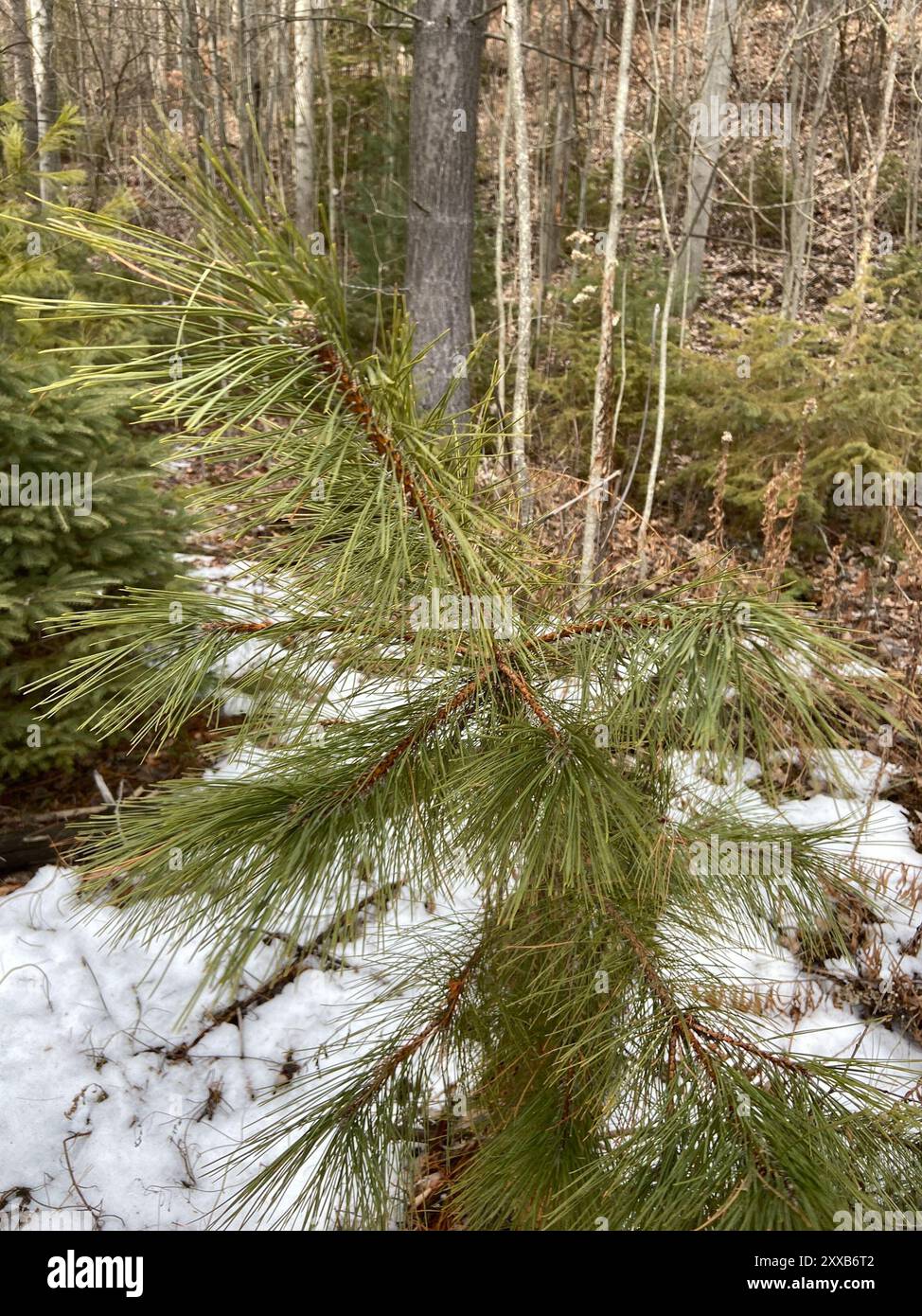 red pine (Pinus resinosa) Plantae Stock Photo - Alamy